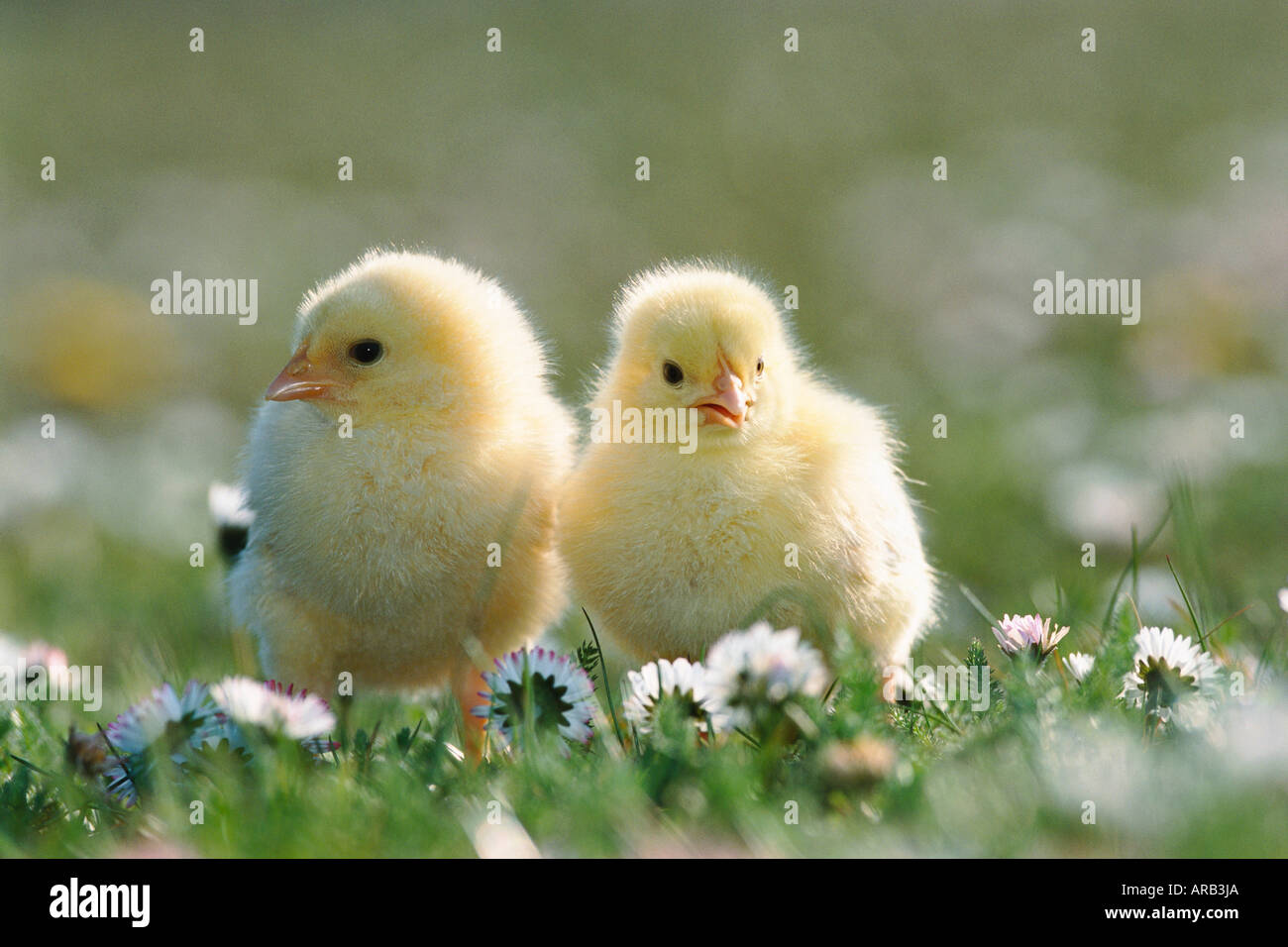 Jubilee chicken hi-res stock photography and images - Alamy