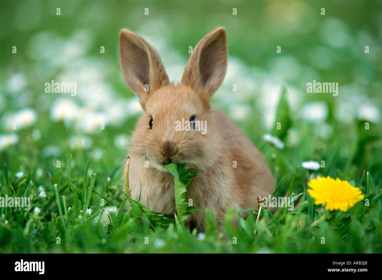 Rabbit in Field Stock Photo - Alamy