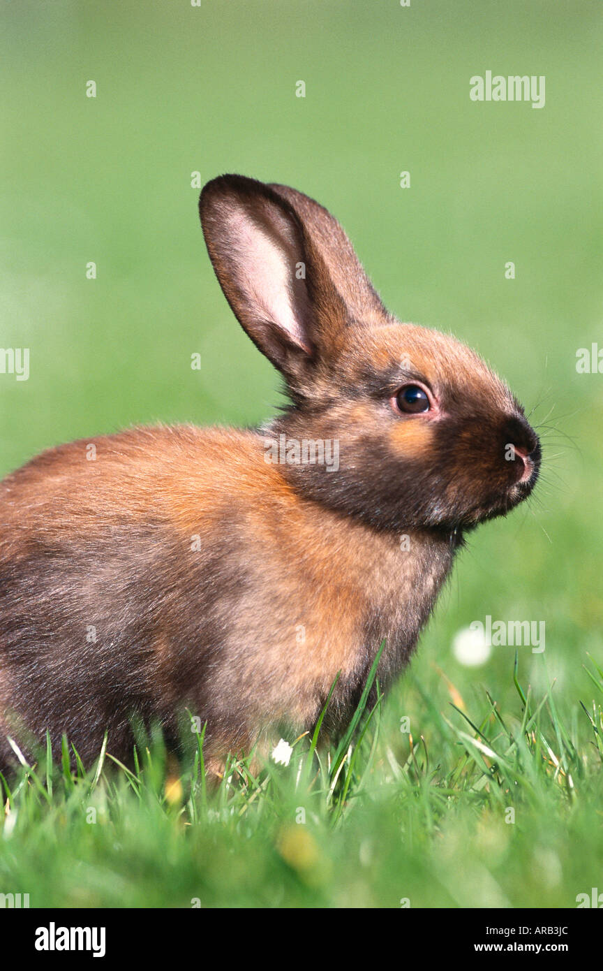 Rabbit profile hi-res stock photography and images - Alamy