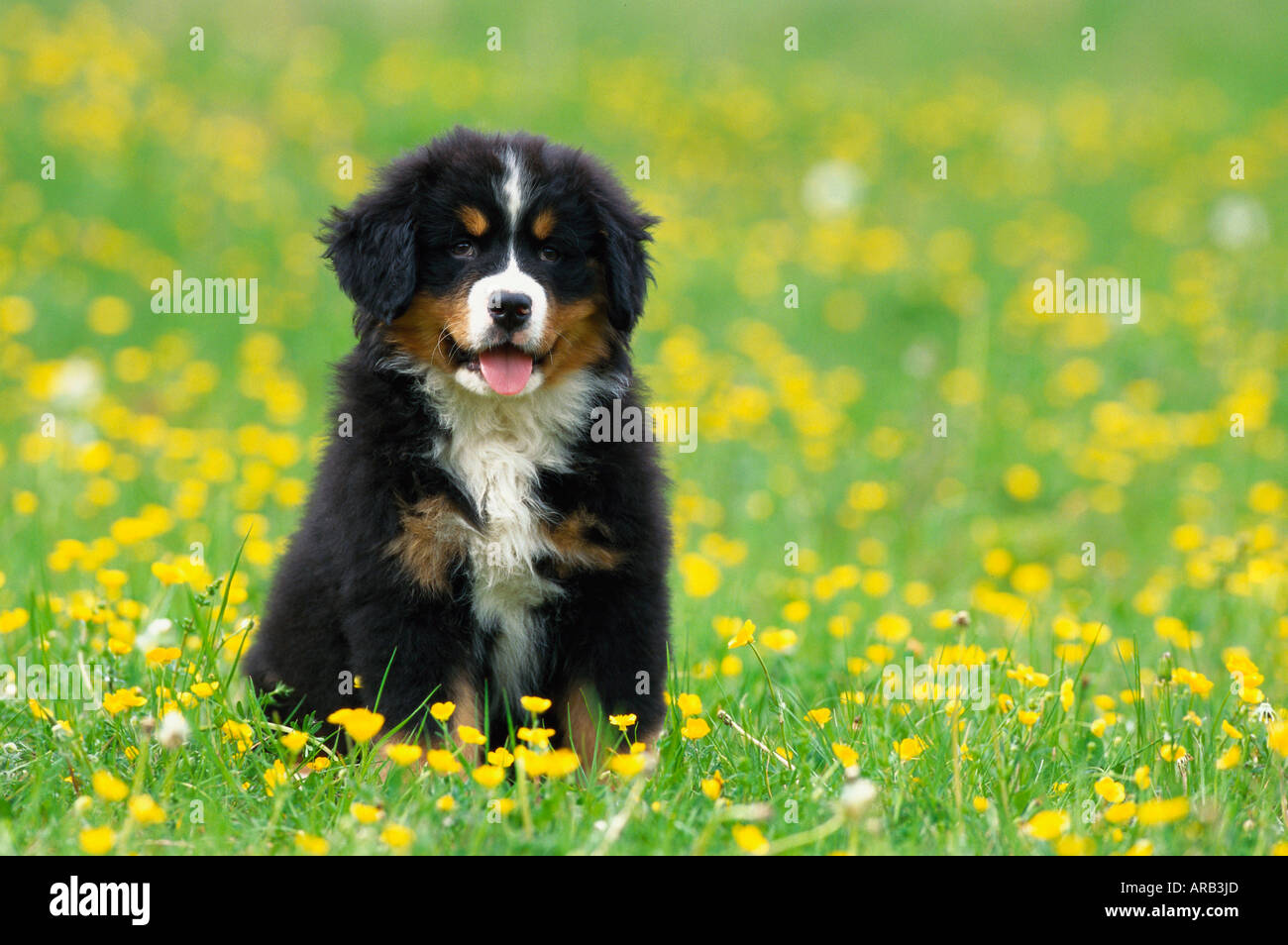 Burmese mountain dog puppy hi-res stock photography and images - Alamy