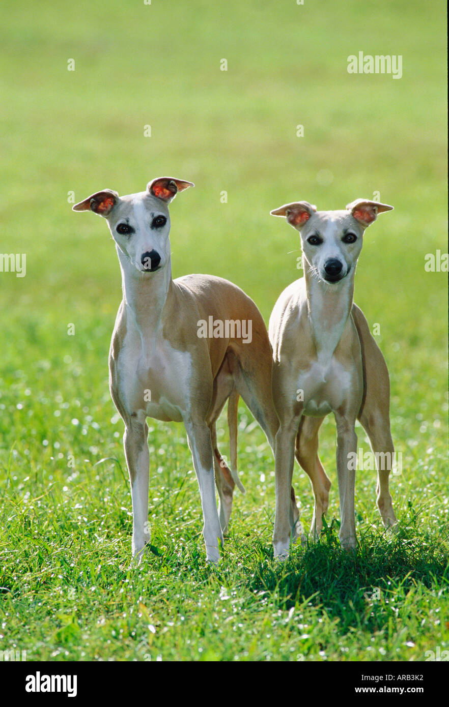 Two dogs stand one hi-res stock photography and images - Alamy