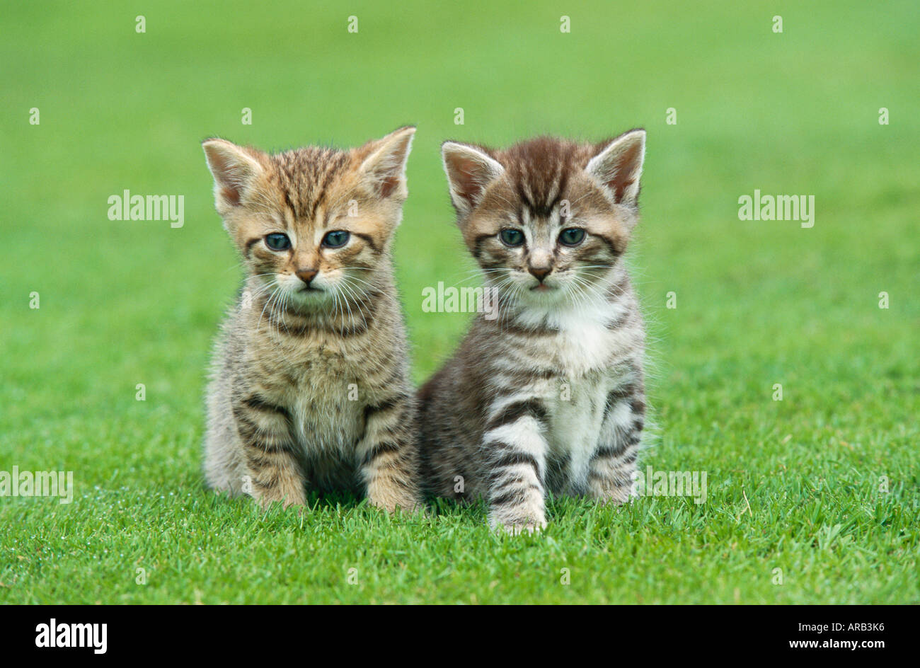 Portrait of Kittens Stock Photo - Alamy