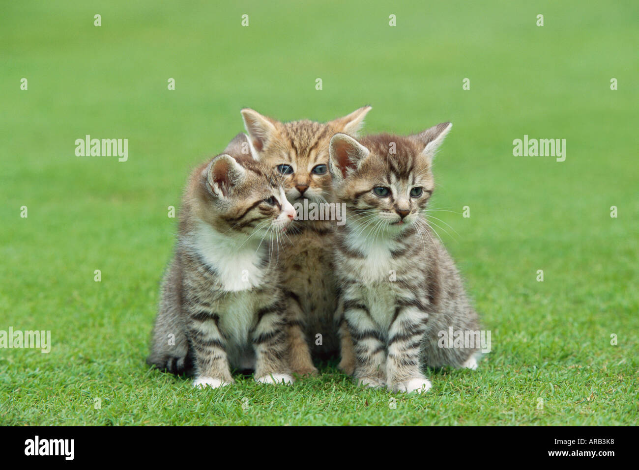 Portrait of Kittens Stock Photo - Alamy