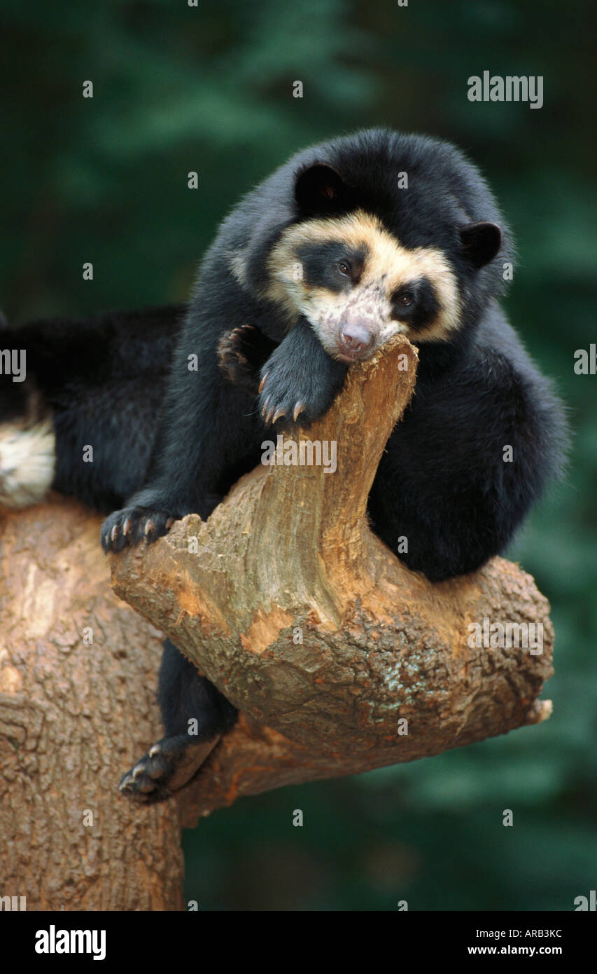 Portrait of Spectacled Bear Stock Photo - Alamy