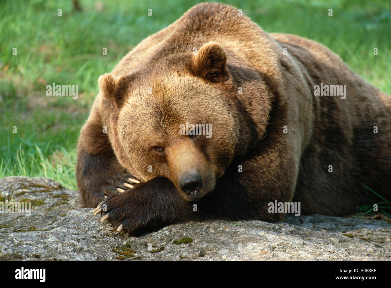 Portrait of Brown Bear Stock Photo - Alamy