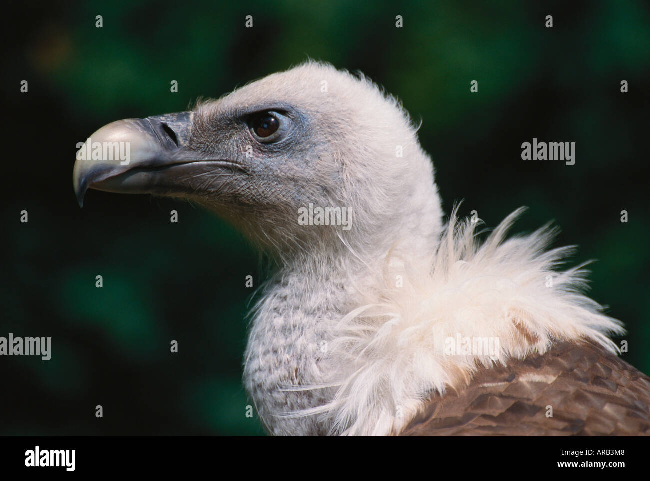 Vulture side face hi-res stock photography and images - Alamy