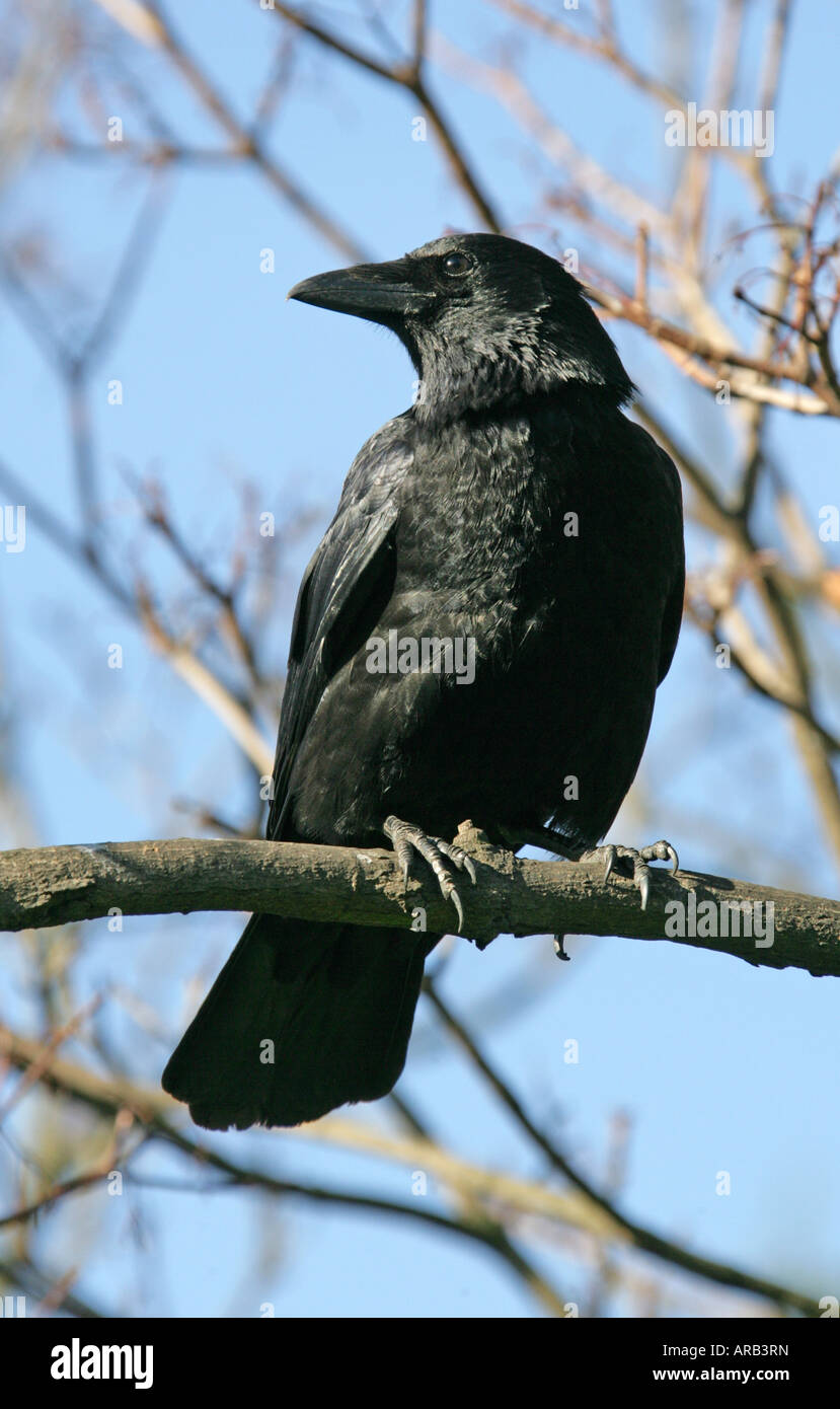 Carrion Crow Corvus corone corone Stock Photo - Alamy