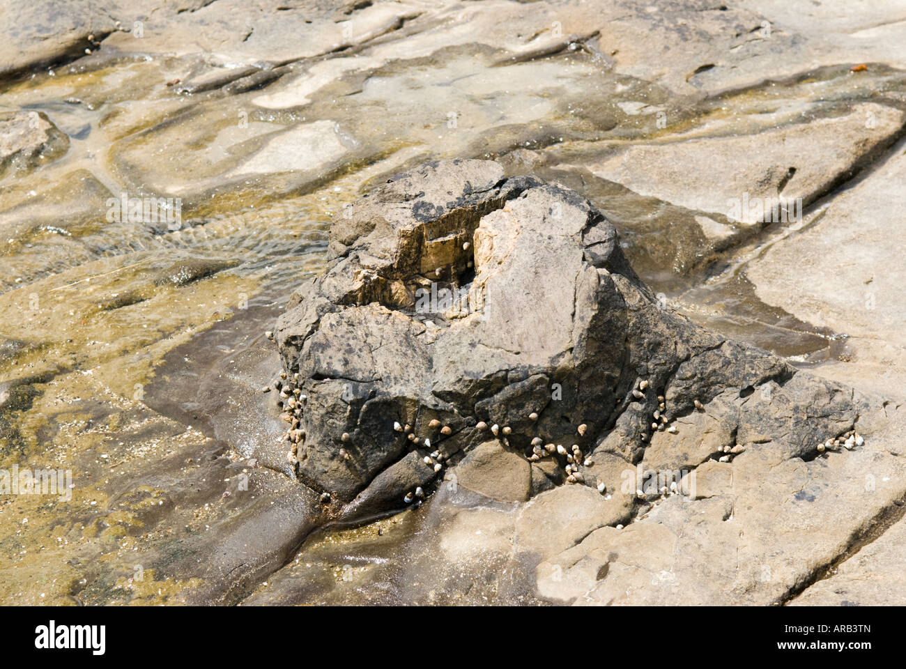 Tree stump trunk in the ancient petrified forest at Curio Bay, the ... Tree stump trunk in the ancient petrified forest at Curio Bay, the ...