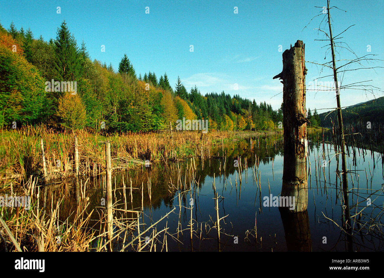 Temperate forest flooded by Cuejdel River by natural dam become Cuejdel ...