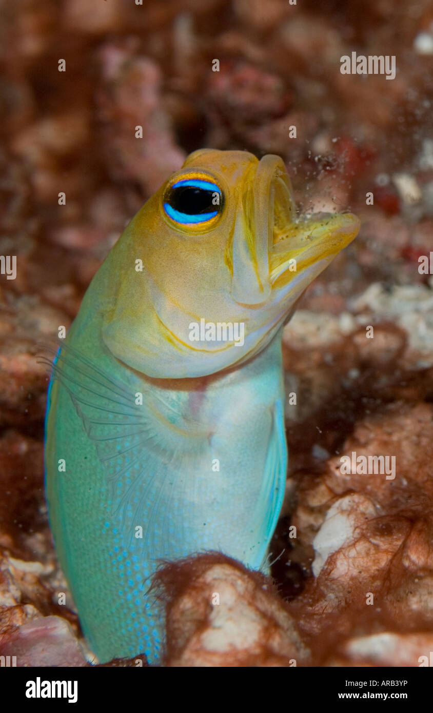 Yellowhead jawfish hi-res stock photography and images - Alamy