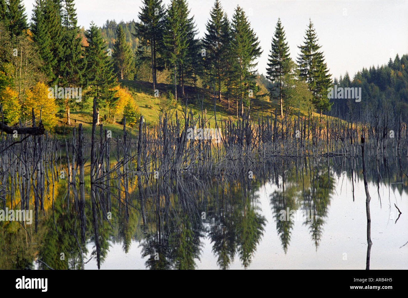 Temperate forest flooded by Cuejdel River by natural dam become Cuejdel ...
