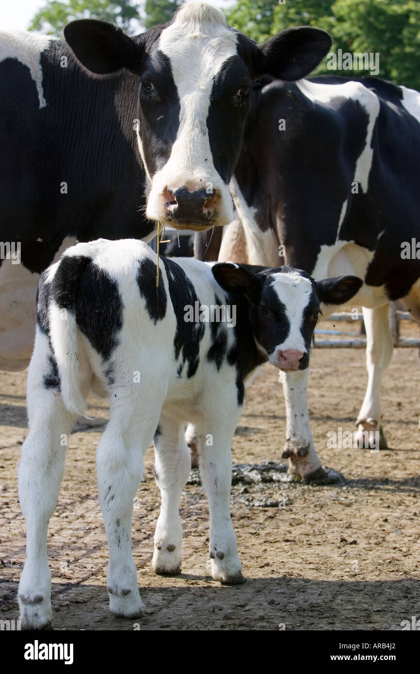 Cow and calf in cattle pen Dorset United Kingdom Stock Photo - Alamy