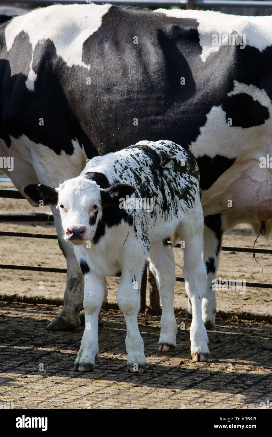 Calf in cattle pen Dorset United Kingdom Stock Photo - Alamy