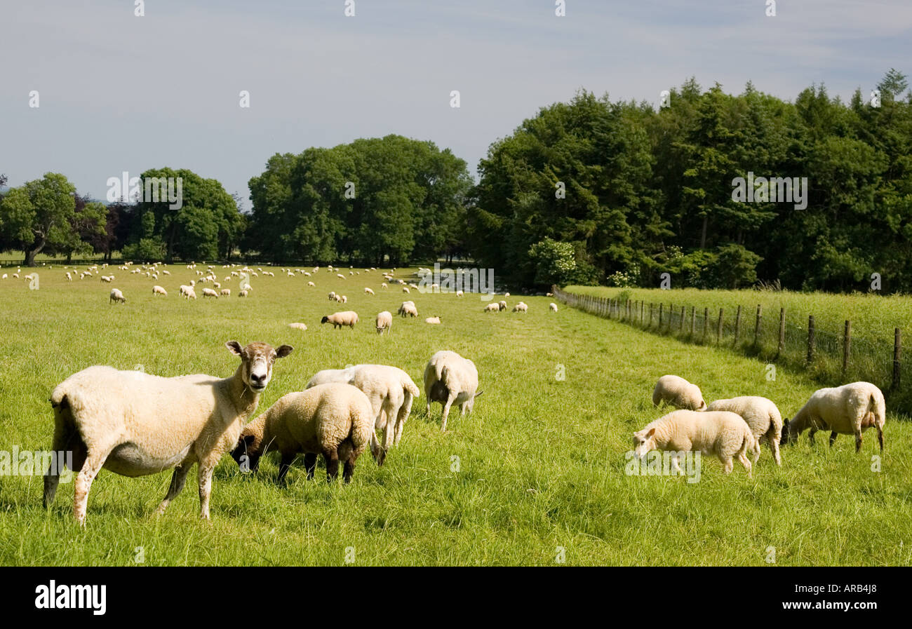 Sheep farm hi-res stock photography and images - Alamy