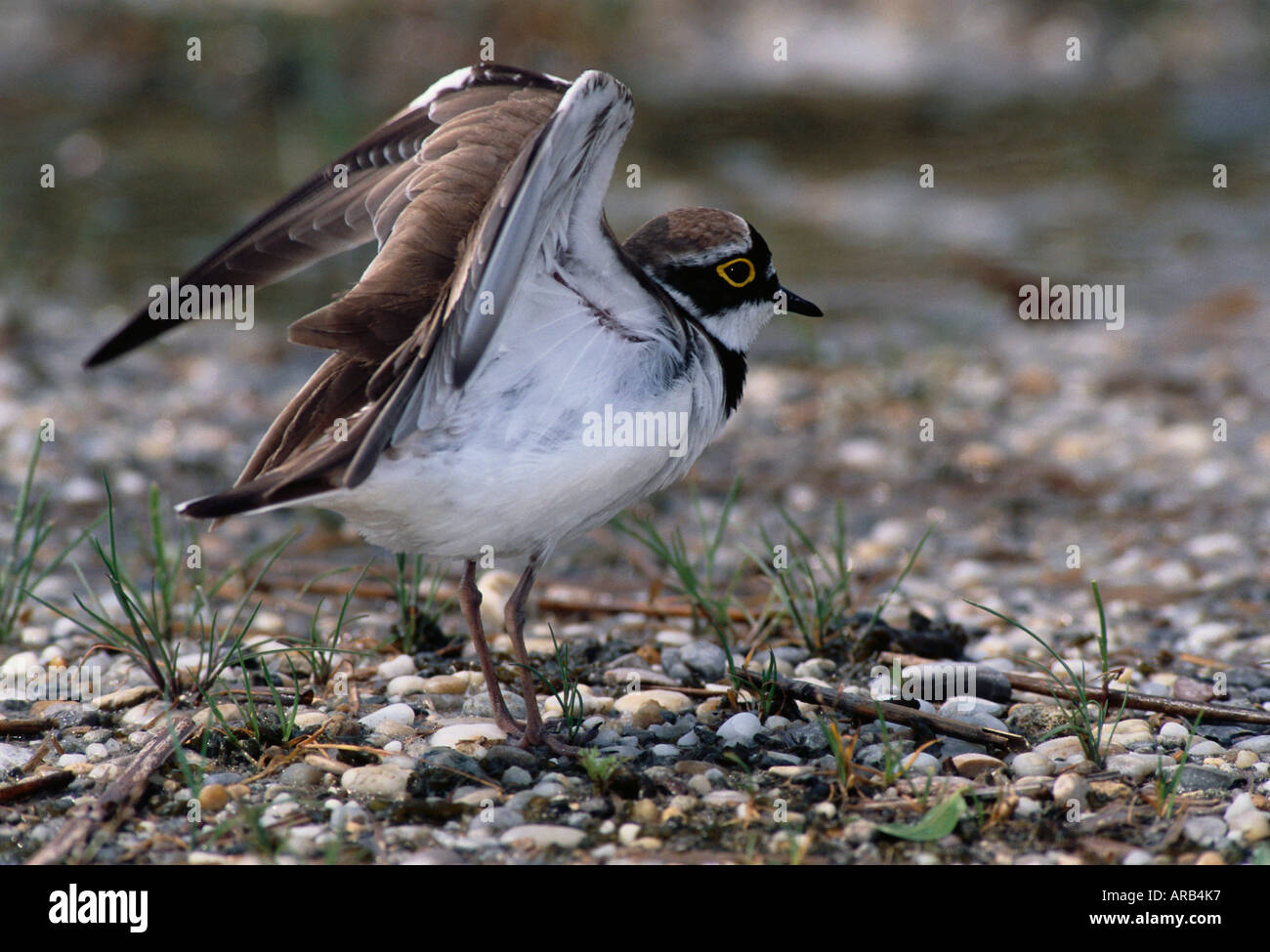 Little Ringer Plover Stock Photo - Alamy