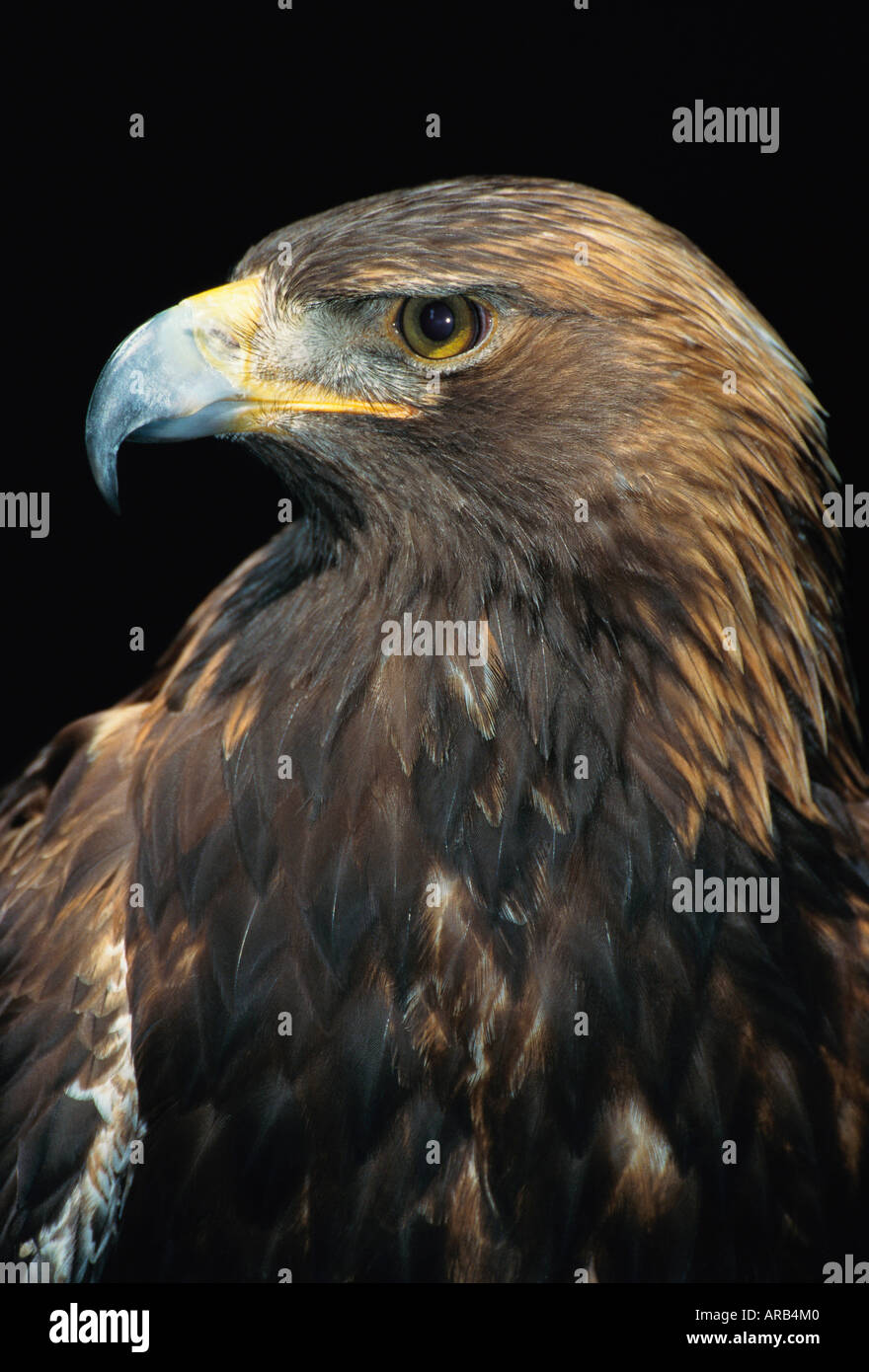 Side view eagle portrait hi-res stock photography and images - Alamy