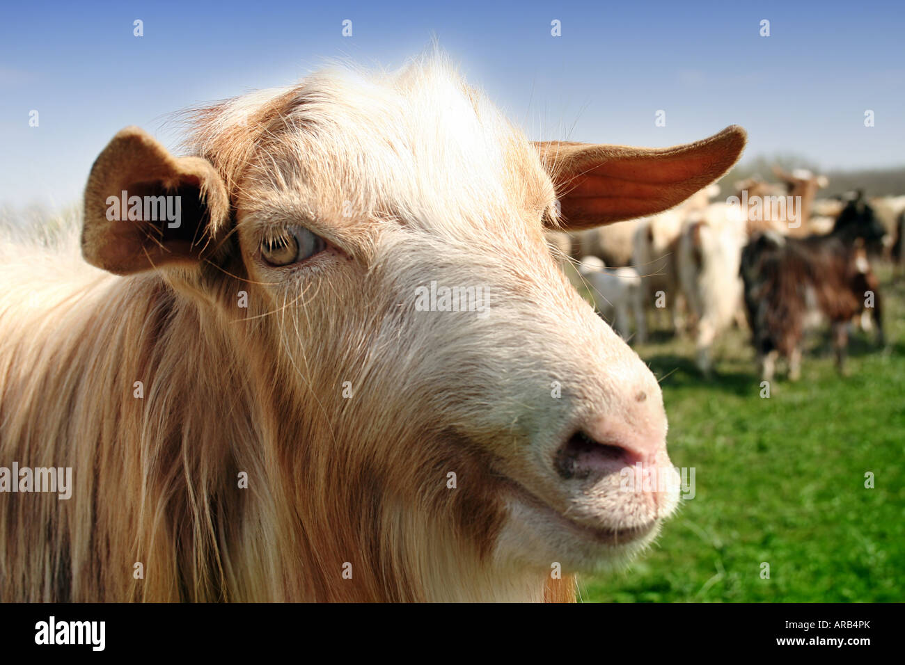 Clean goat hi-res stock photography and images - Alamy