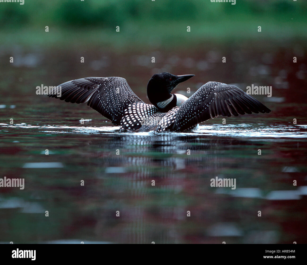 Common loon wing spread Stock Photo - Alamy