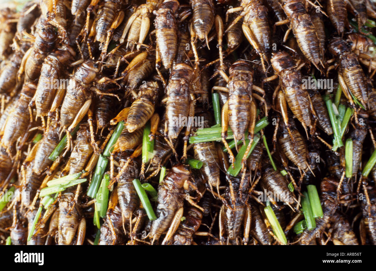 Fried insect snack, Kompong Thom, Cambodia Stock Photo - Alamy