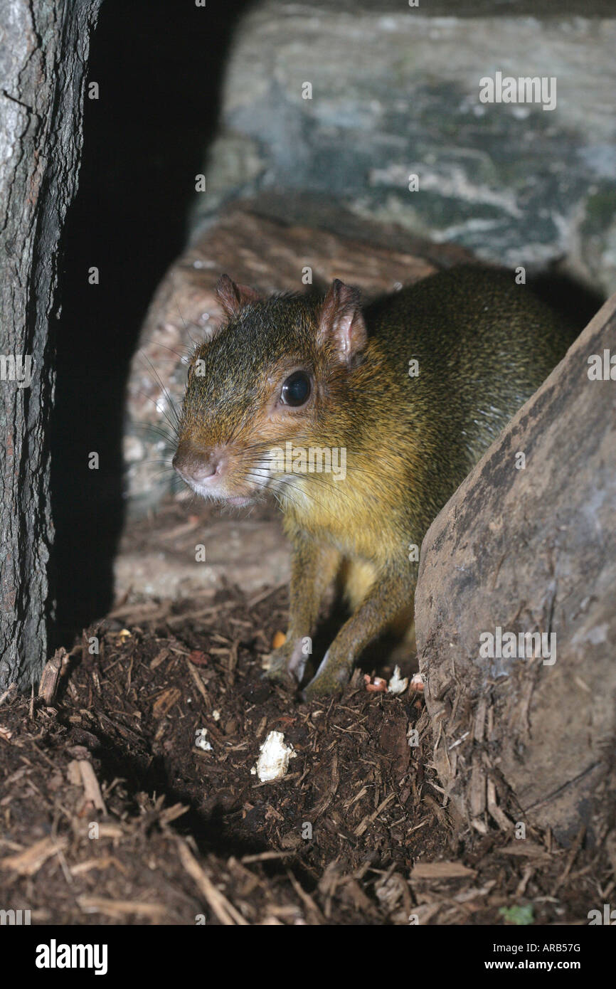 Acouchi hi-res stock photography and images - Alamy