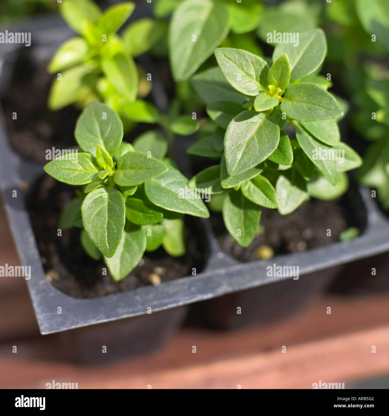 Basil Plant Images High Resolution Stock Photography and Images - Alamy