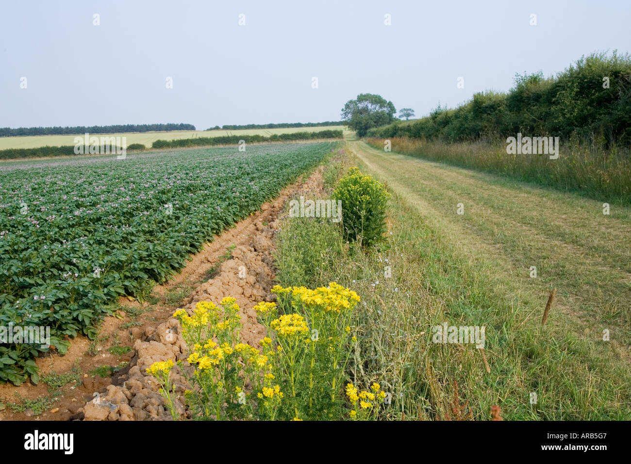 Footpath along verge by potato crop near Holkham Norfolk United Kingdom ...