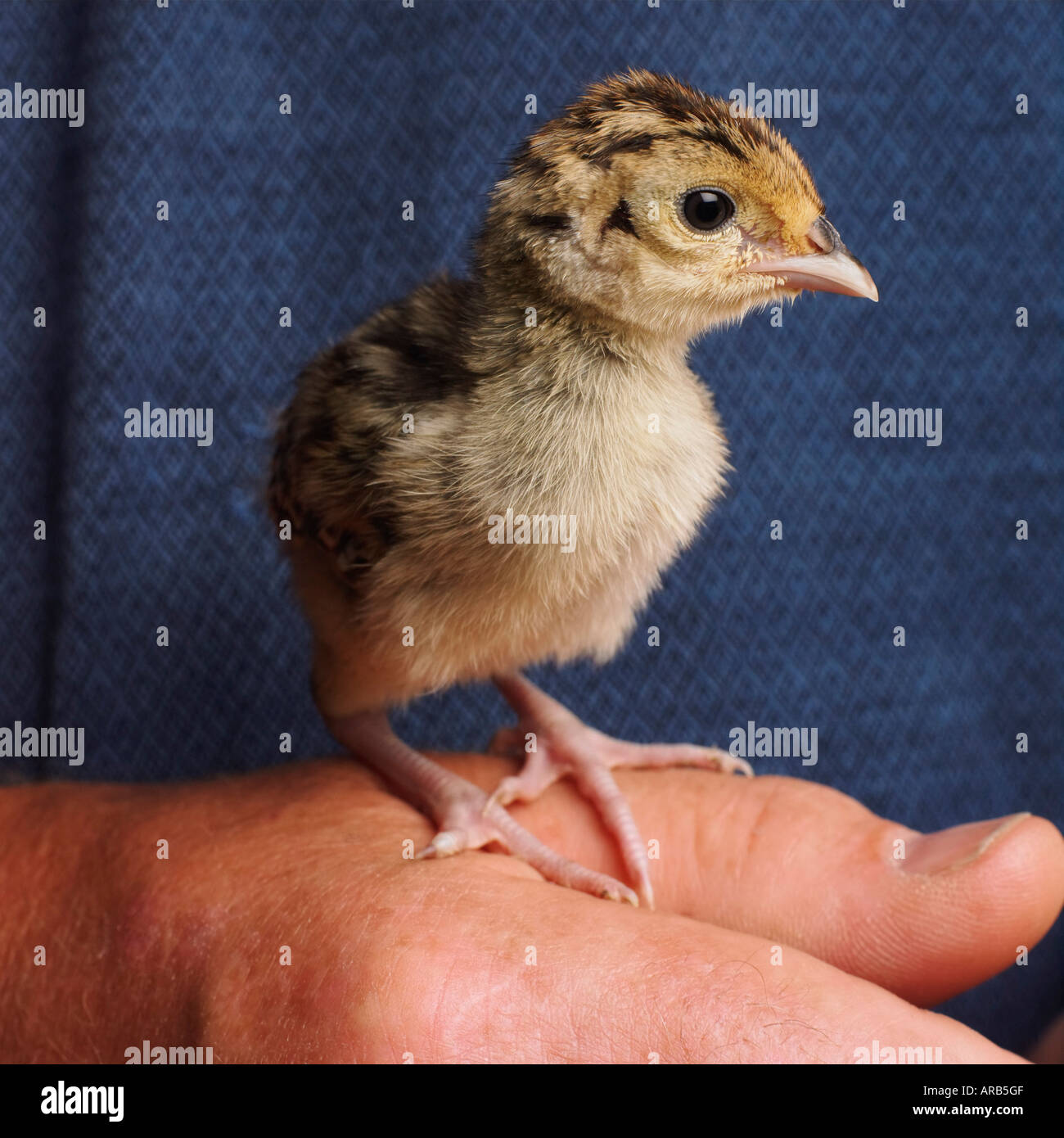 Man holding pheasant hi-res stock photography and images - Alamy