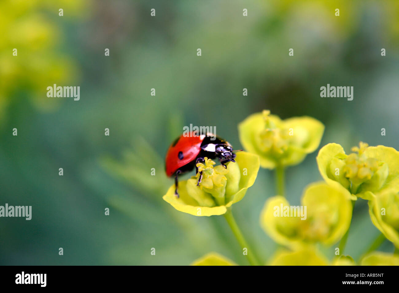 Ladybug on flowers Stock Photo - Alamy