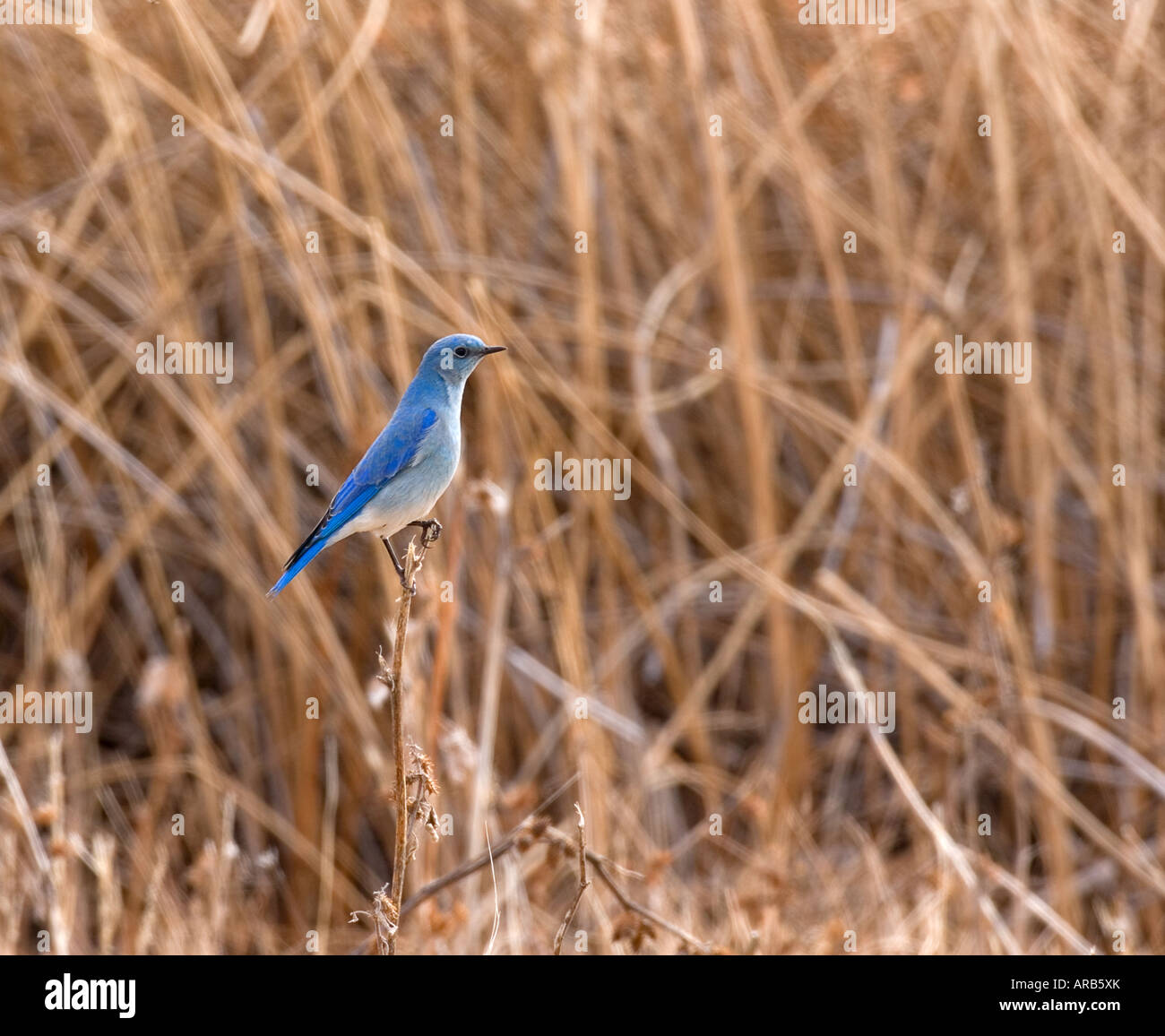 New bluebird hi-res stock photography and images - Alamy