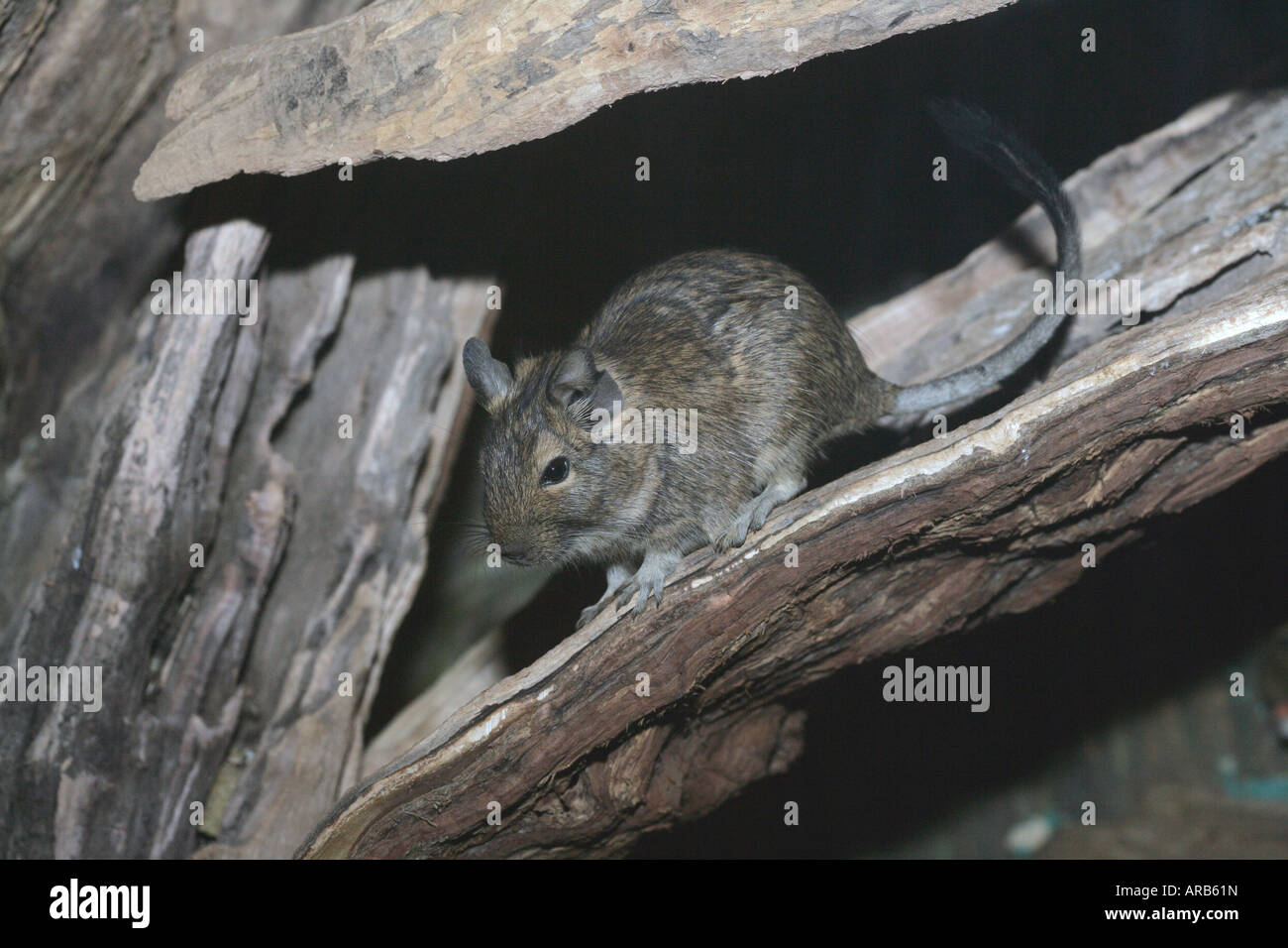 Native chile hi-res stock photography and images - Alamy