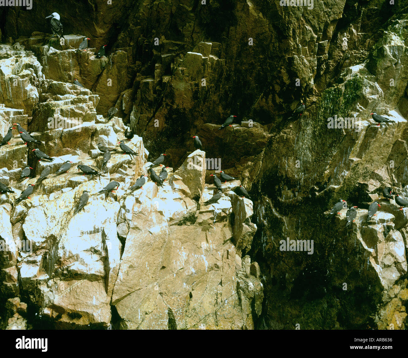 Inca terns Larosterna inca zarcillo roost on guano covered cliff ...
