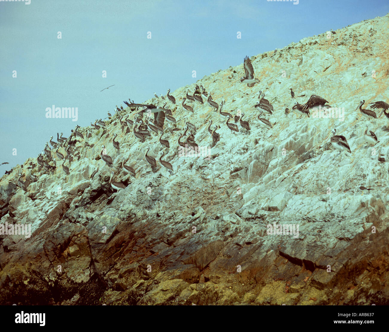 Pelicans roosting on guano covered Ballestas island in the Pacific ...