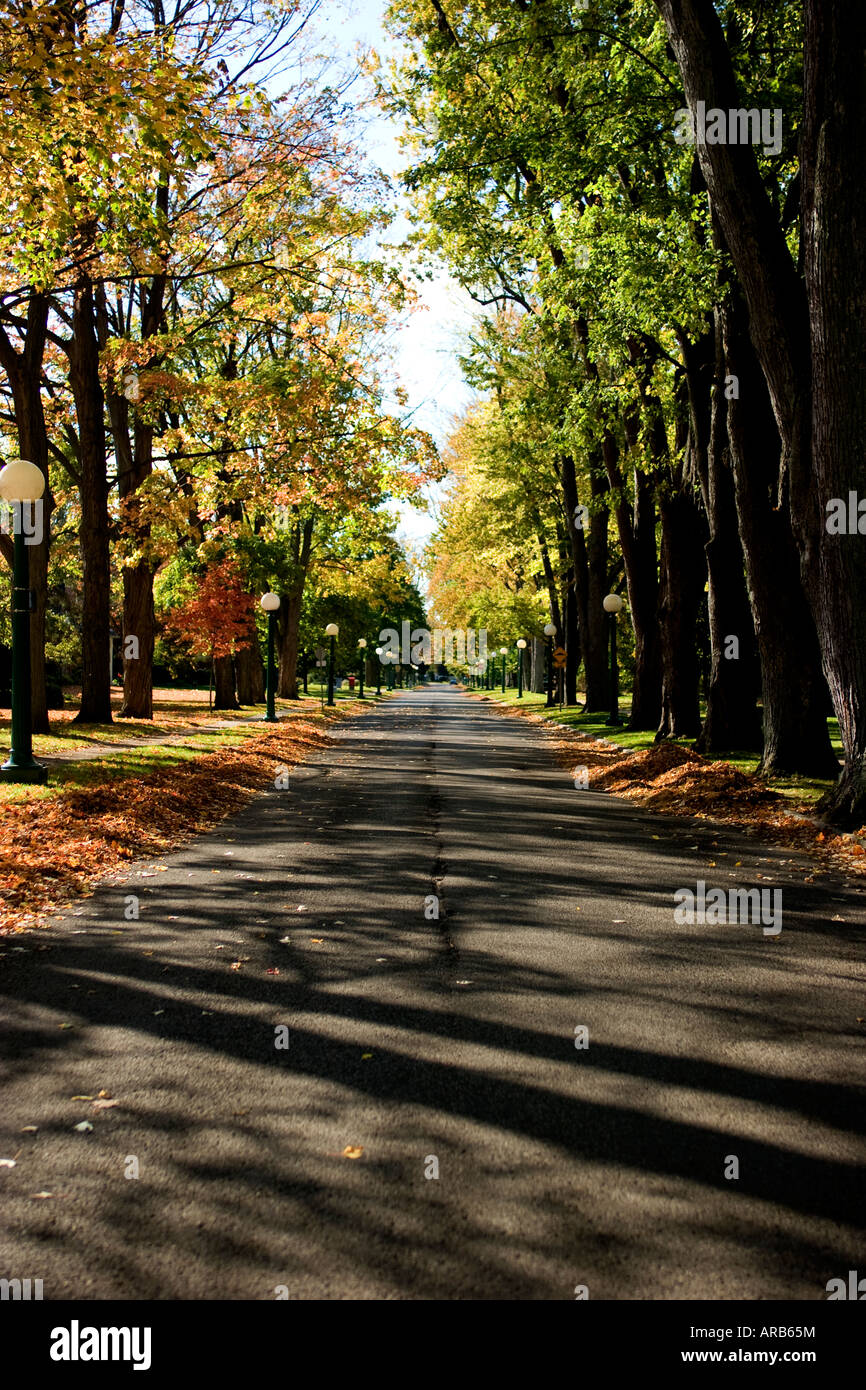 Tree lined residential street hi-res stock photography and images - Alamy