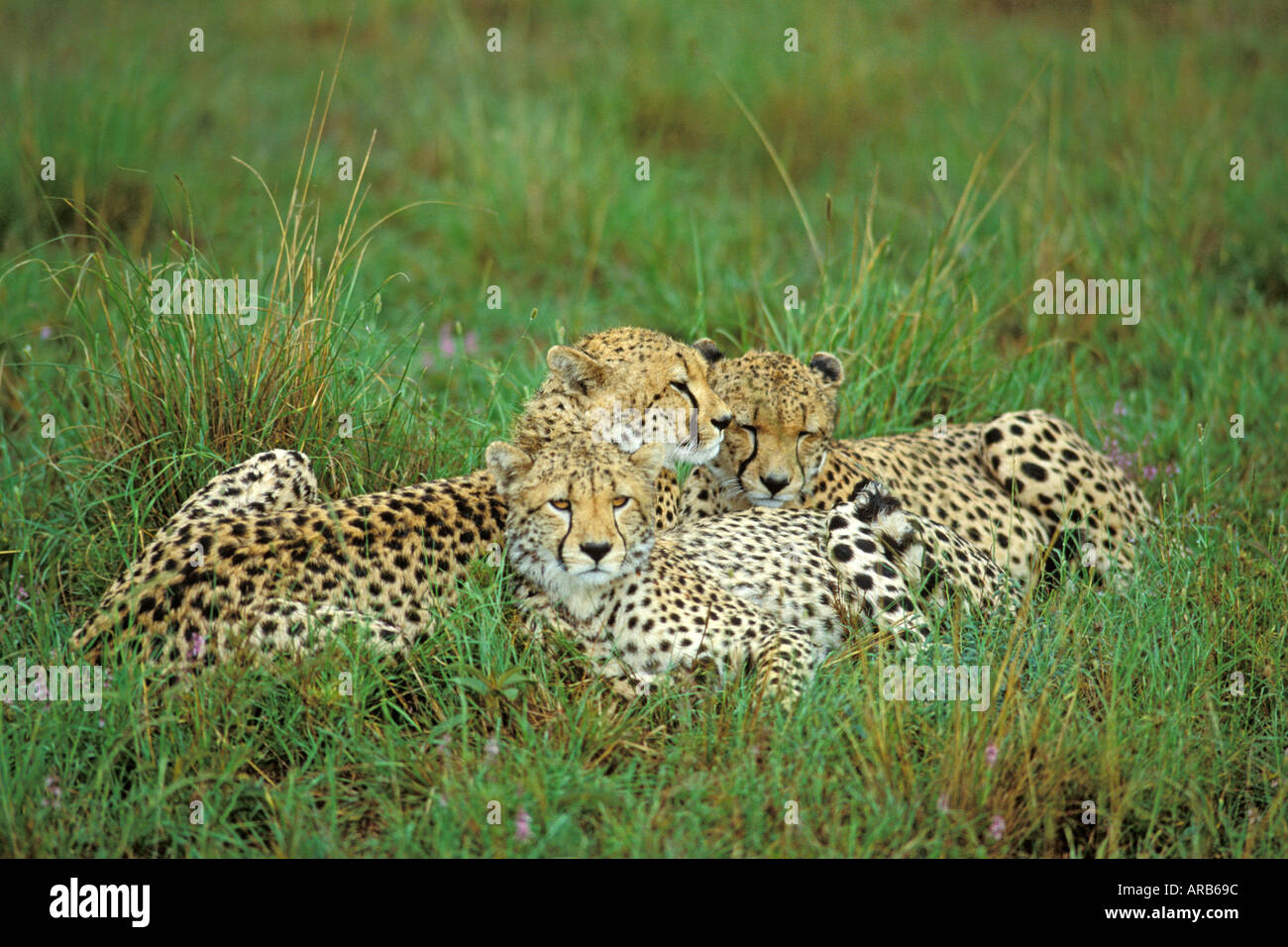 Cheetah hunting with kids hi-res stock photography and images - Alamy