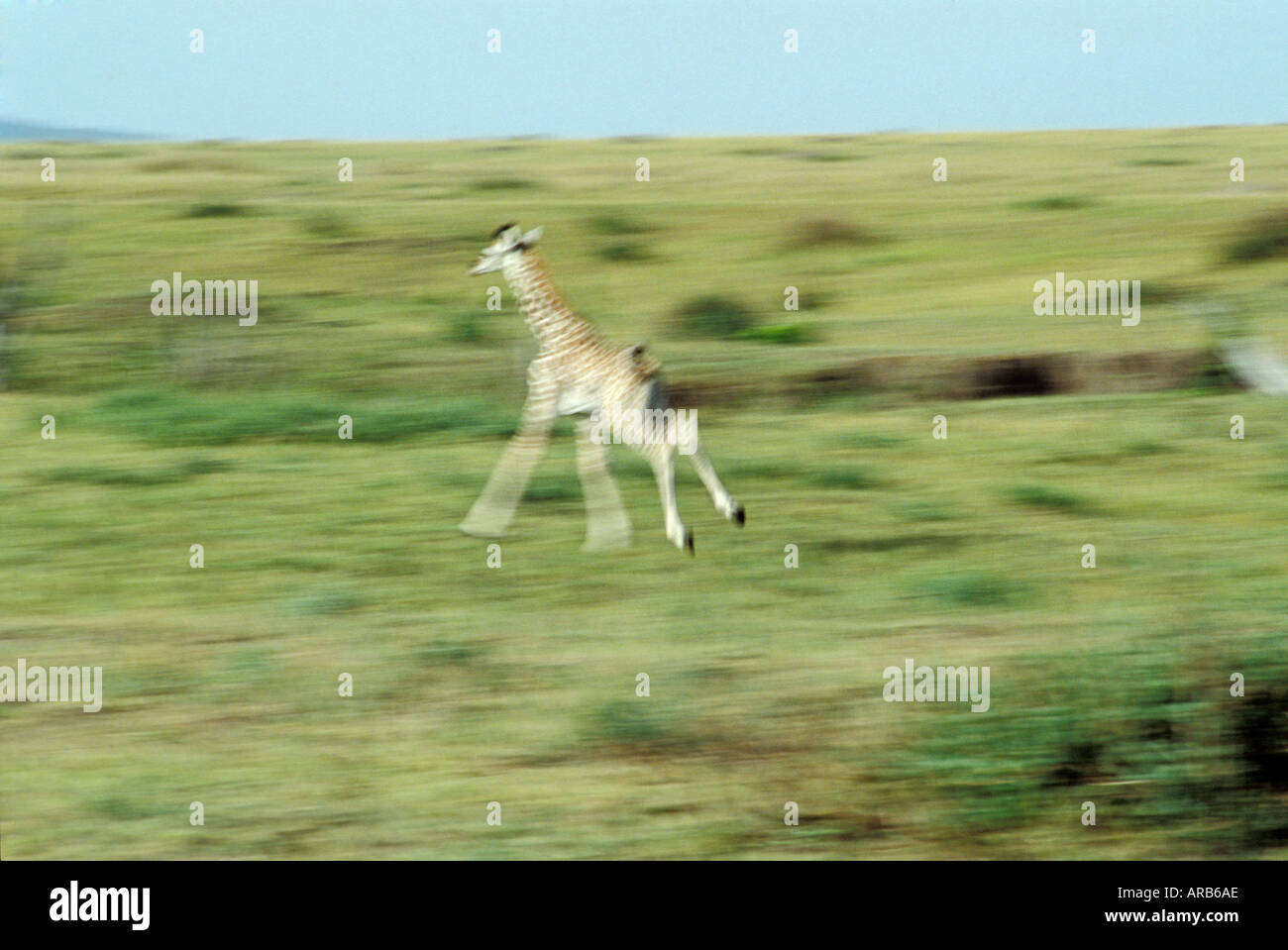Baby Giraffe Running Stock Photos & Baby Giraffe Running Stock Images ...