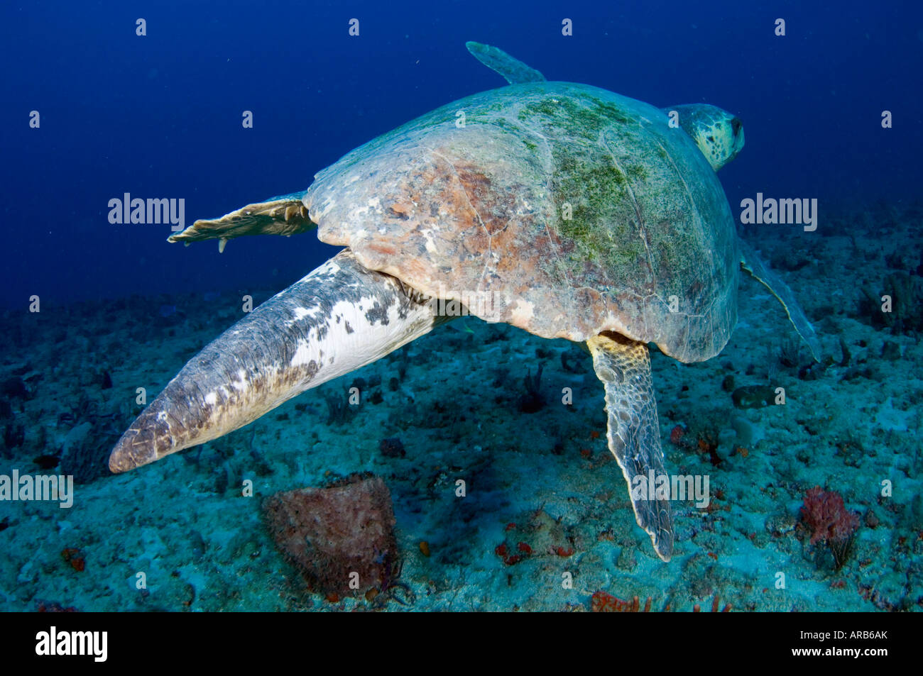 Male Loggerhead Sea Turtle Caretta caretta in Juno Beach FL Male can be ...