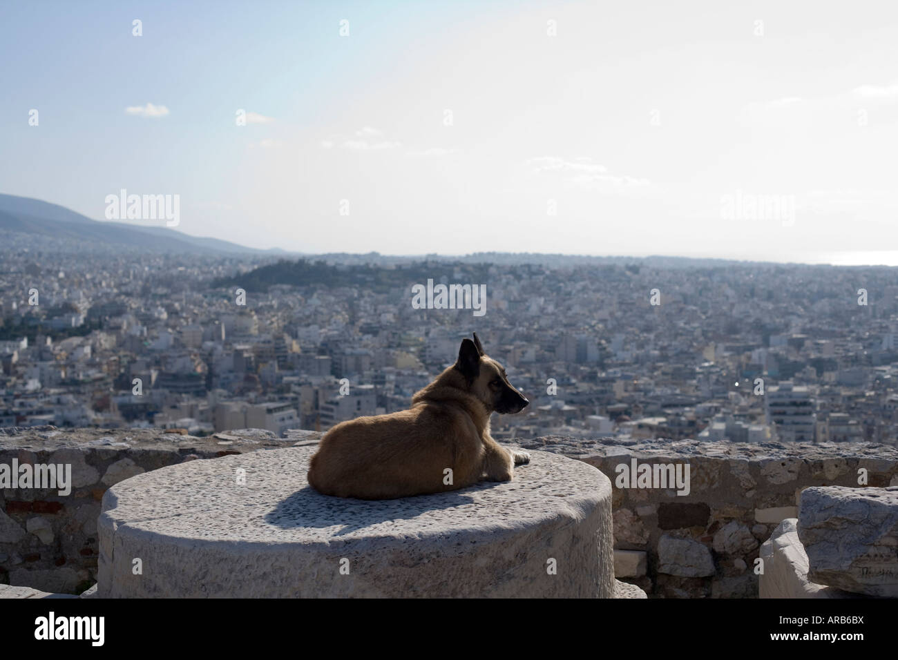 A dog guarding Athena city from the Acropolis site Stock Photo - Alamy