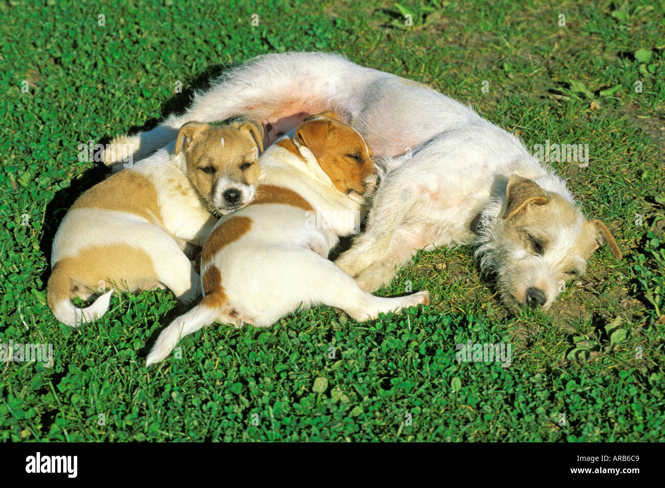 Dog puppy mother jack russel hi-res stock photography and images - Alamy