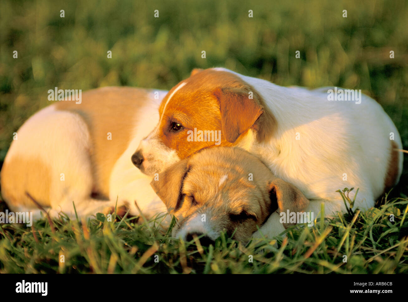 Dog puppy mother jack russel hi-res stock photography and images - Alamy