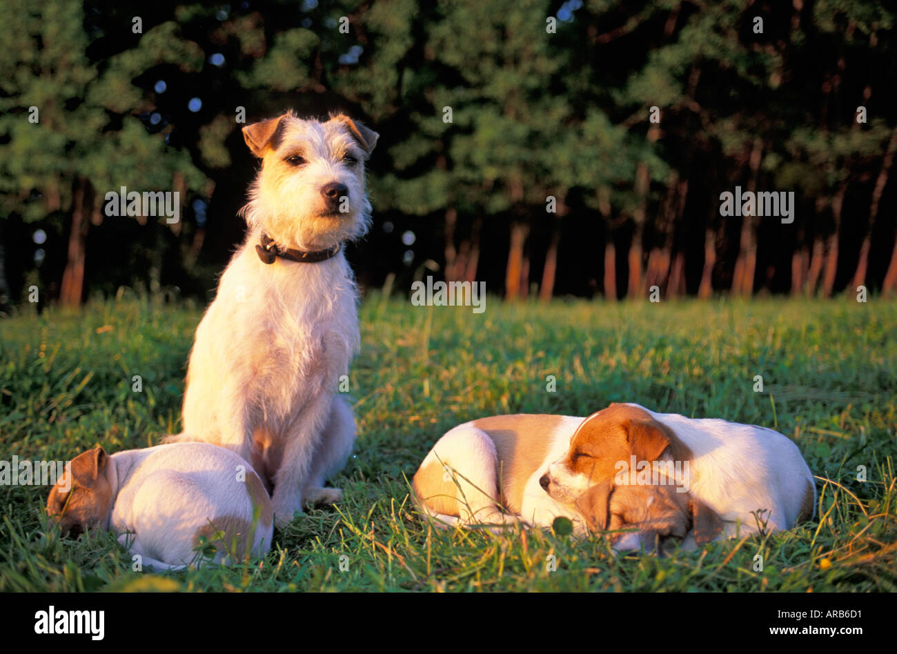 Dog puppy mother jack russel hi-res stock photography and images - Alamy