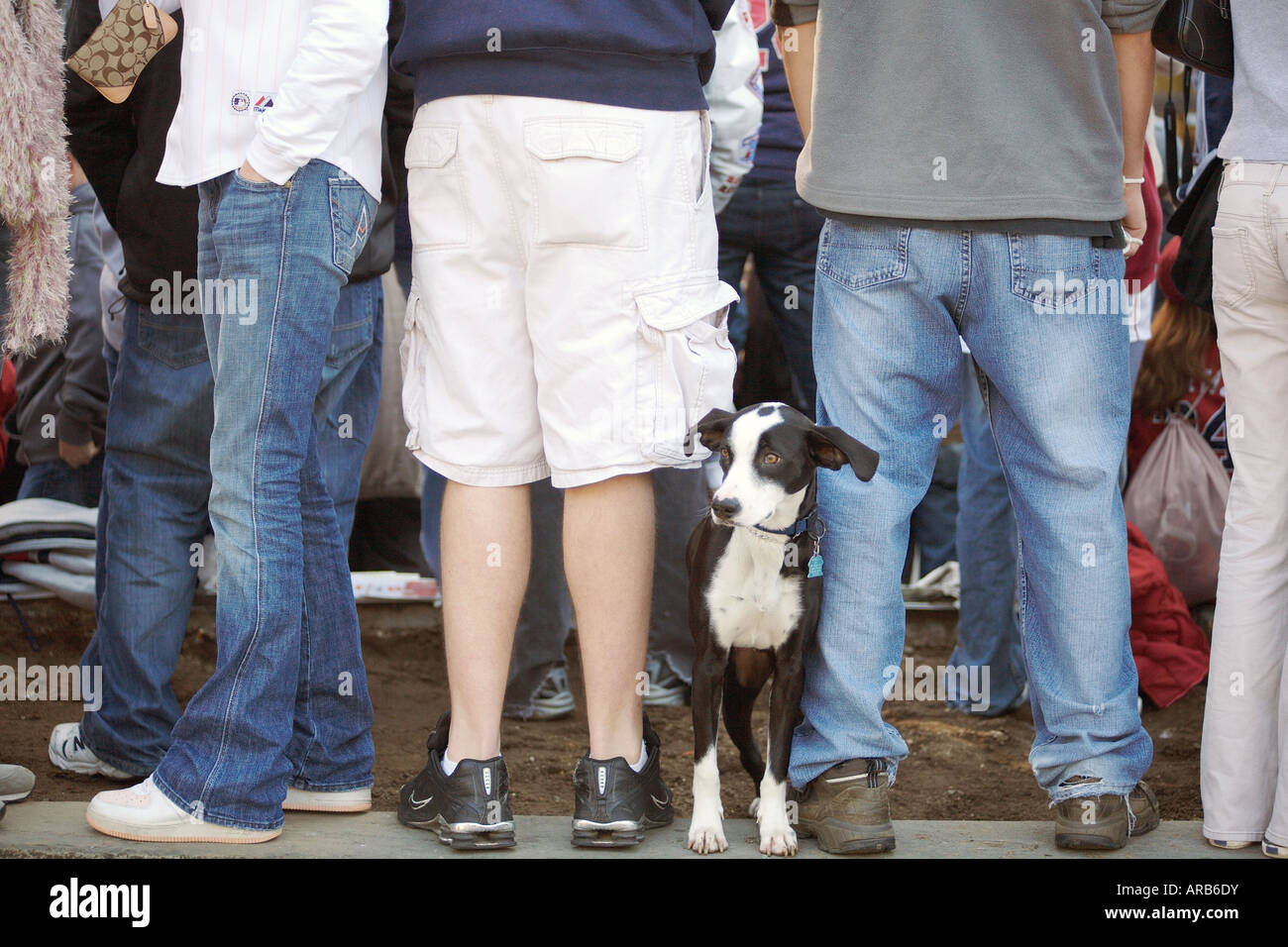 Dog in crowd of people's legs. Boston, Massachusetts, New England, USA ...