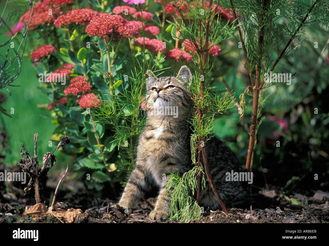 Domestic cat kitten between flowers hi-res stock photography and images ...