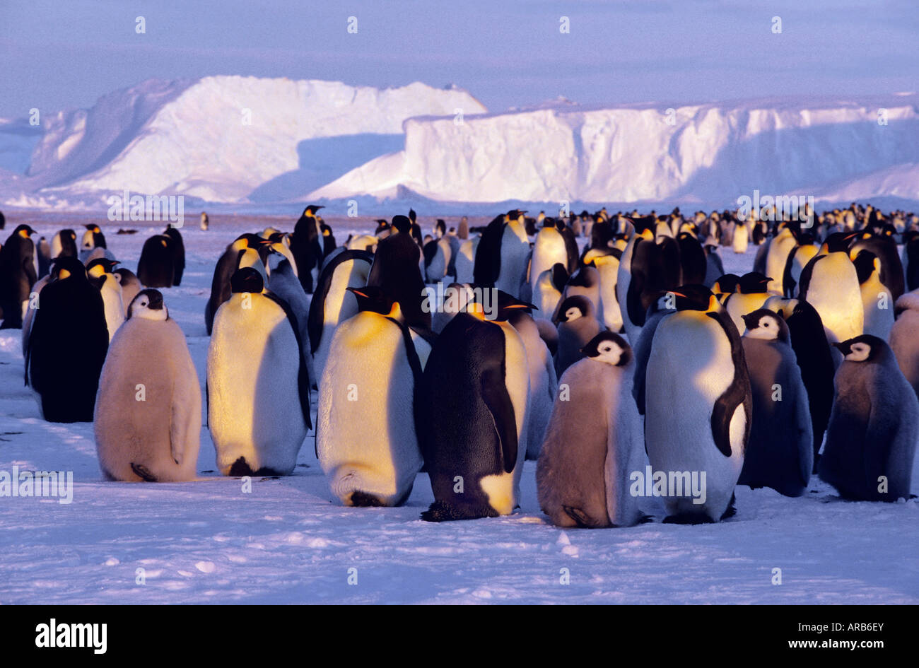Manchot empereur hi-res stock photography and images - Alamy