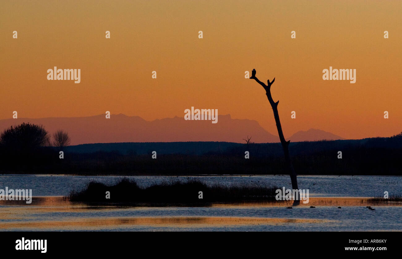 Lone Bald Eagle Perched Stock Photo - Alamy Lone Bald Eagle Perched Stock Photo - Alamy