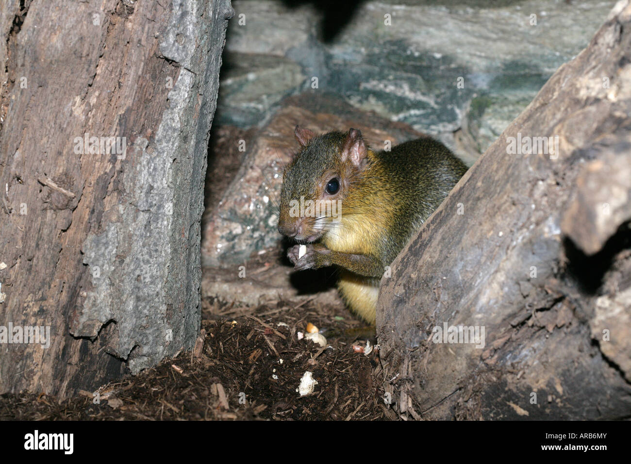 Acouchi Myoprocta pratti Stock Photo - Alamy
