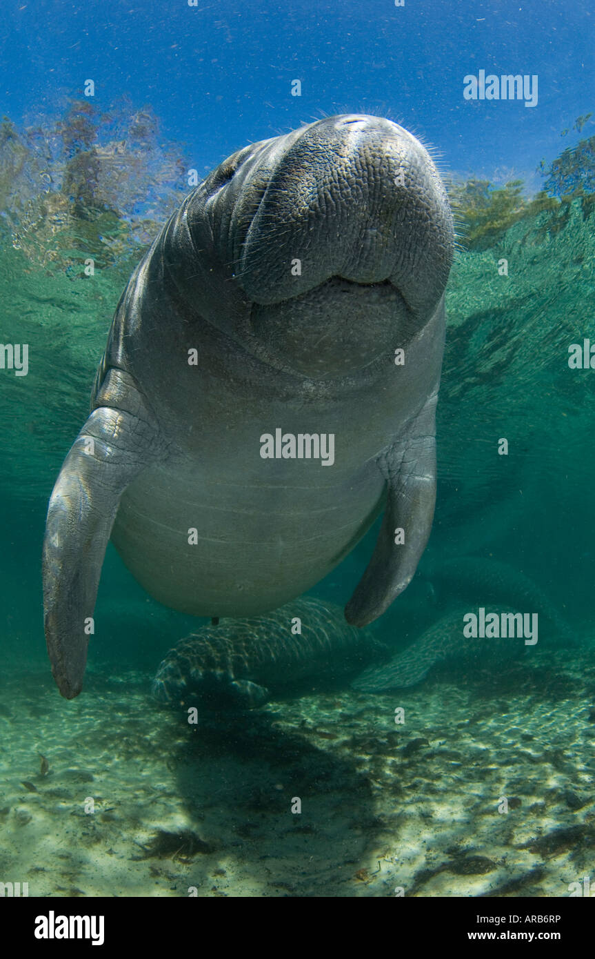 Florida Manatee Trichechus manatus latirostris photographed in Crystal ...