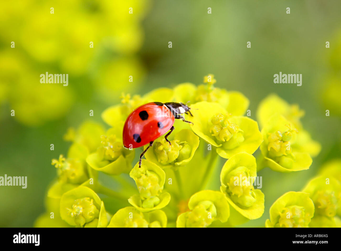 Ladybug on flowers Stock Photo - Alamy