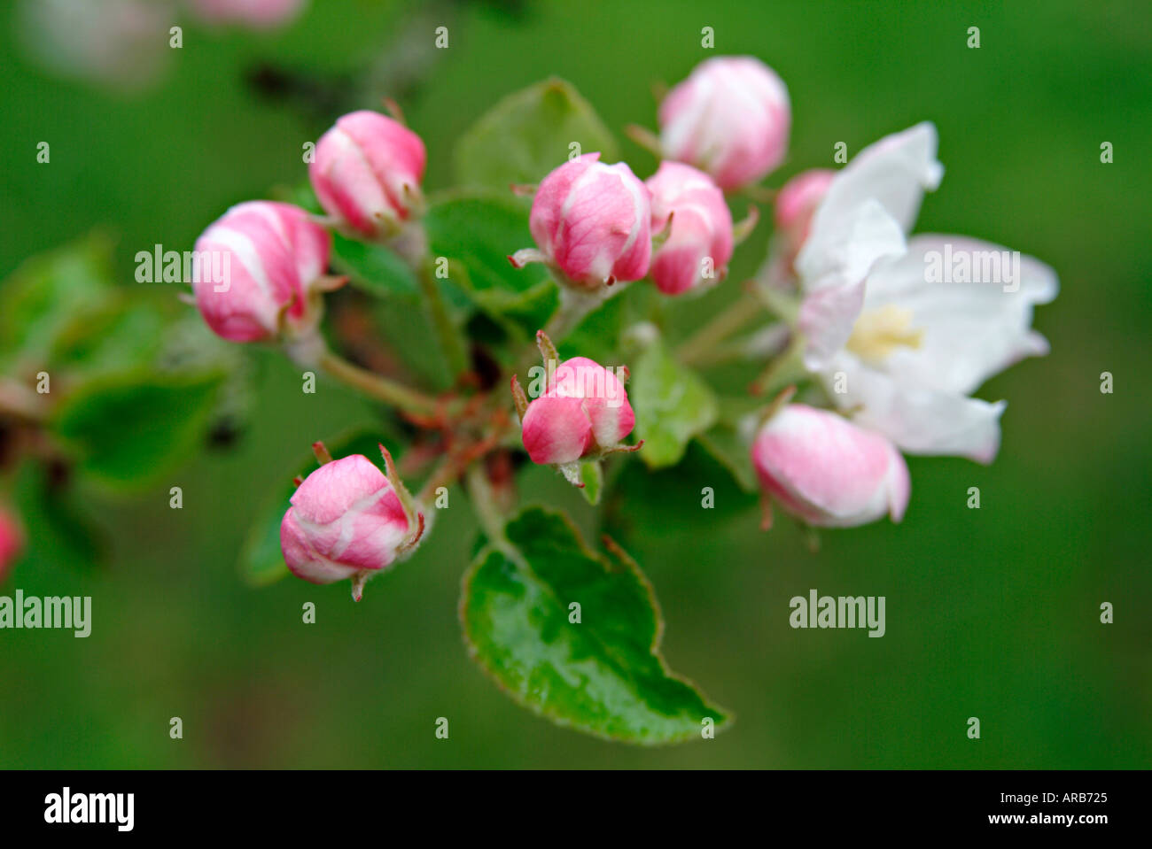 flower of apple with buds Stock Photo - Alamy