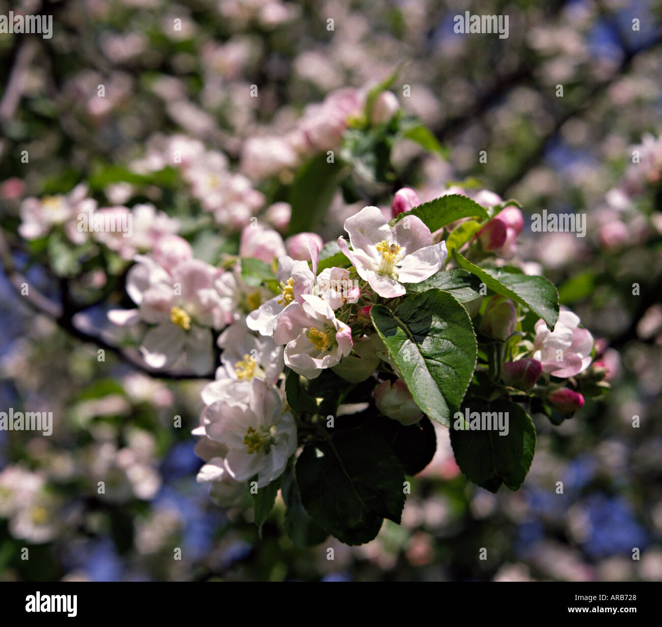Branch of appletree hi-res stock photography and images - Alamy