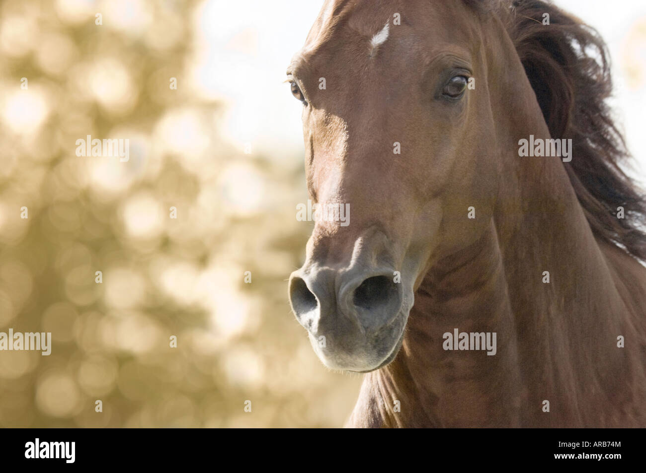 Horse flared nostrils hi-res stock photography and images - Alamy